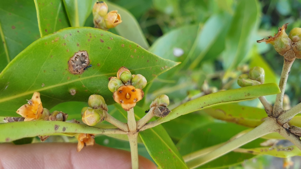 Grey Mangrove from Maaroom QLD 4650, Australia on December 8, 2023 at ...