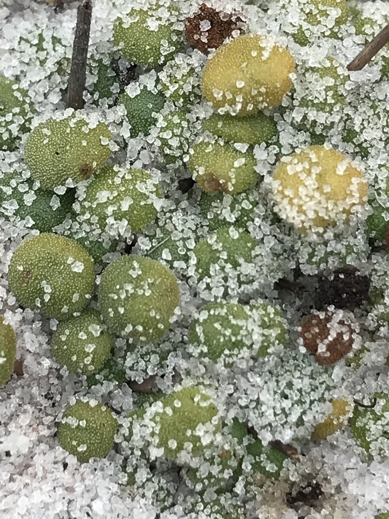 (Philcoxia rhizomatosa) - Botanical Realm