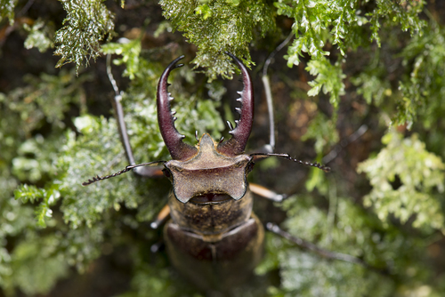Subspecies Lucanus maculifemoratus taiwanus · iNaturalist