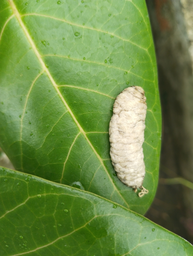 Harold Dundee's Leatherback Slug from Chandrapur, IN-MH, IN on July 25 ...