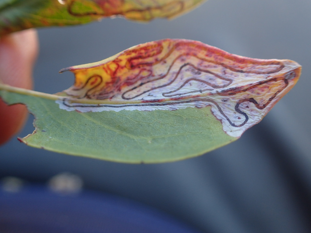 Phyllocnistis from Wunaamin Miliwundi Ranges WA 6728, Australia on May ...