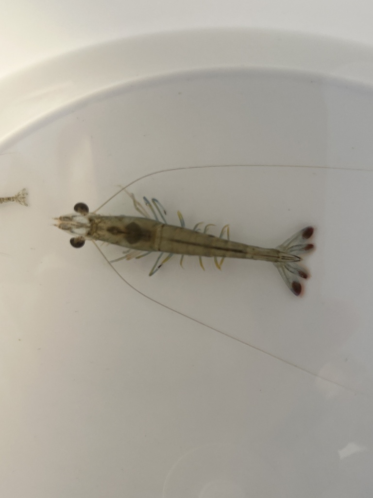 giant tiger prawn from Three Fathoms Cove, New Territories, HK on July ...