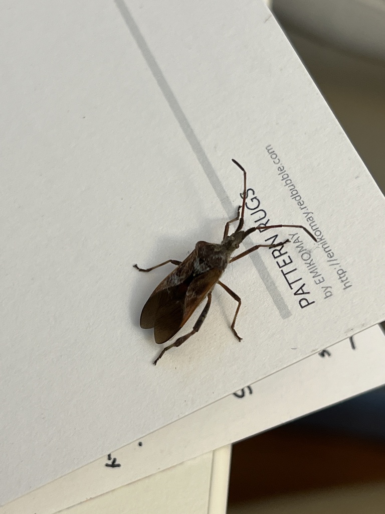 Western Conifer Seed Bug from Liberty St, Bellingham, WA, US on January ...