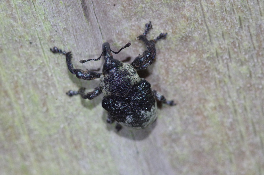 Sternuchopsis trifida from 日本、〒952-3423 新潟県佐渡市久知河内 on July 6, 2024 at ...