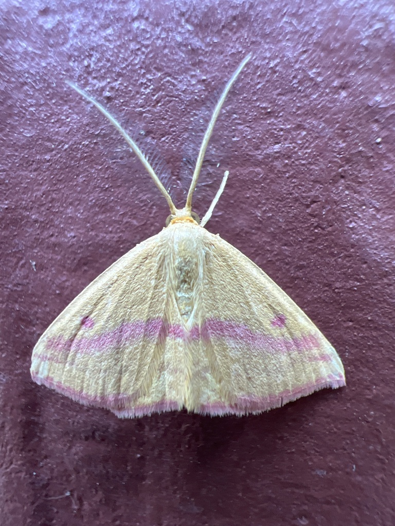 Chickweed Geometer Moth from Arden Valley Ct, Sparks Glencoe, MD, US on ...