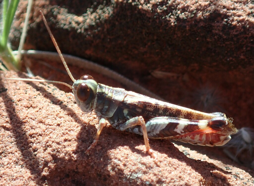 Aretzina from Arumbera NT 0873, Australia on July 14, 2024 at 04:03 PM ...