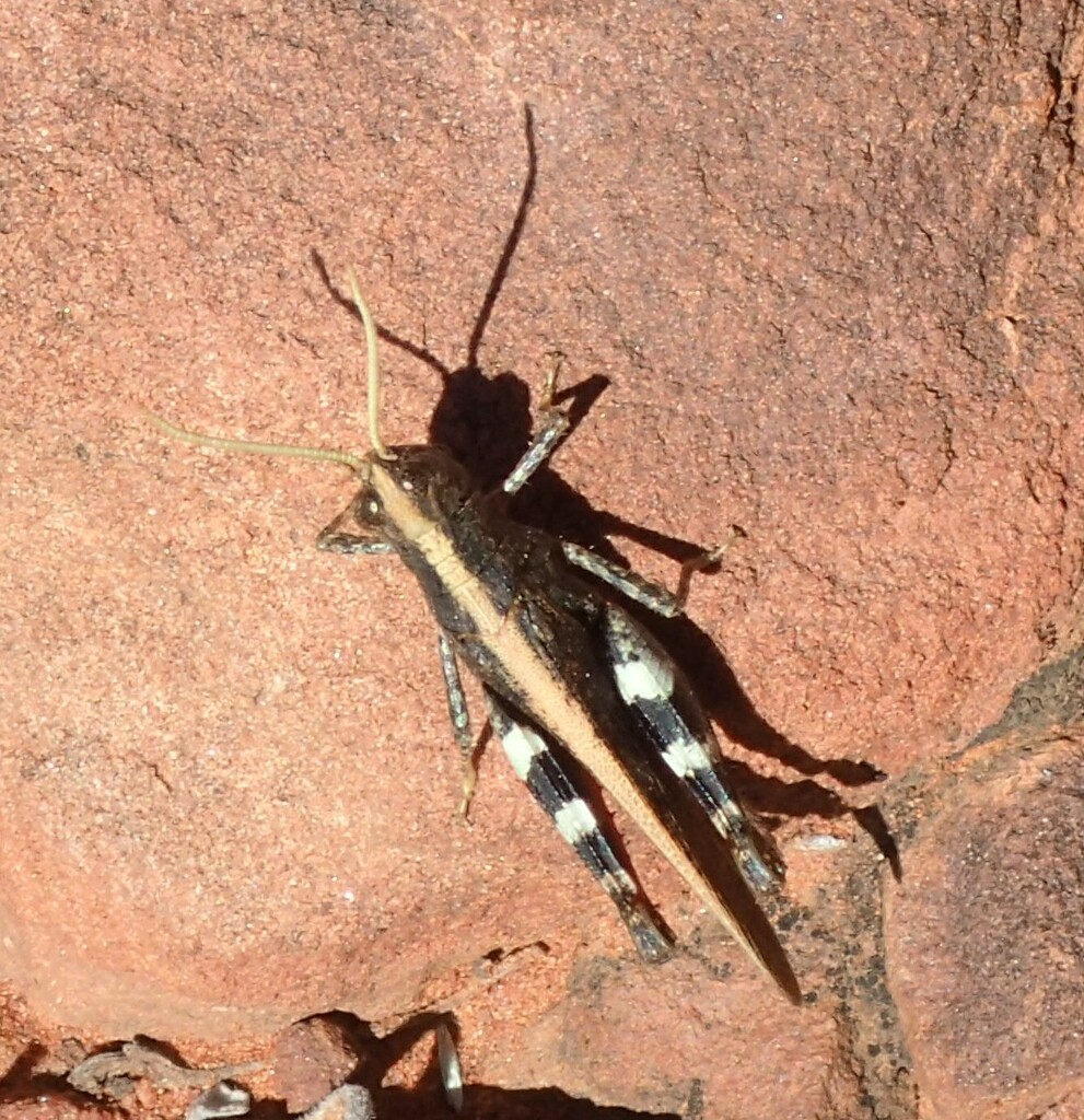 Ungee-Gungee from Arumbera NT 0873, Australia on July 14, 2024 at 02:10 ...