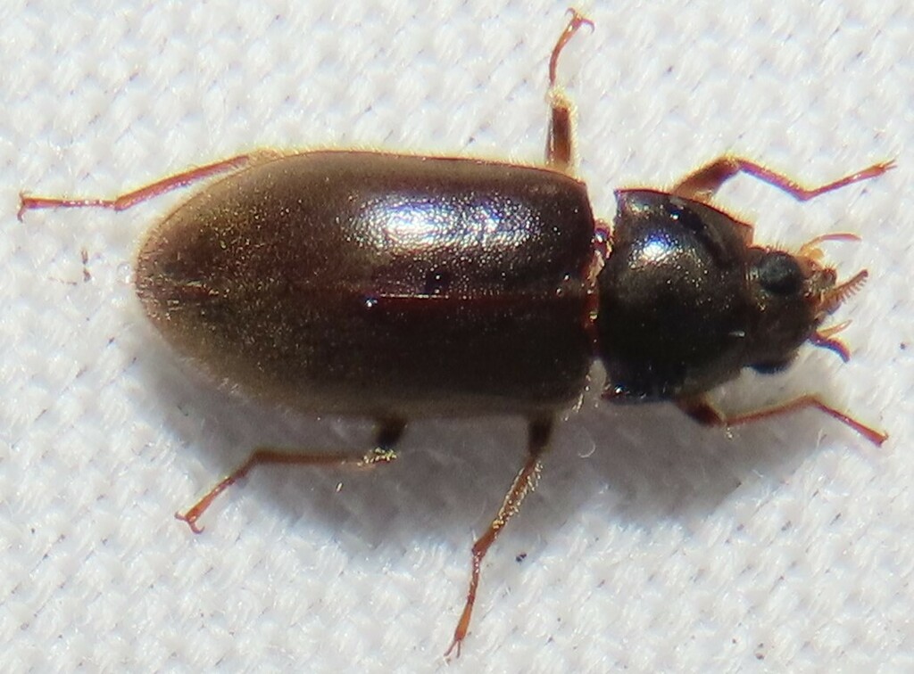 Pelonomus obscurus from Arboretum, Jacksonville, FL, USA on July 25 ...