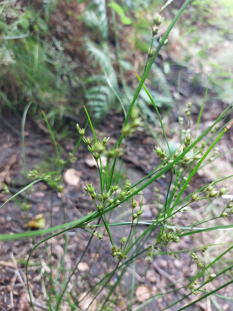 Slender Path Rush from Birkenhead, Prenton CH43, UK on July 25, 2024 at ...