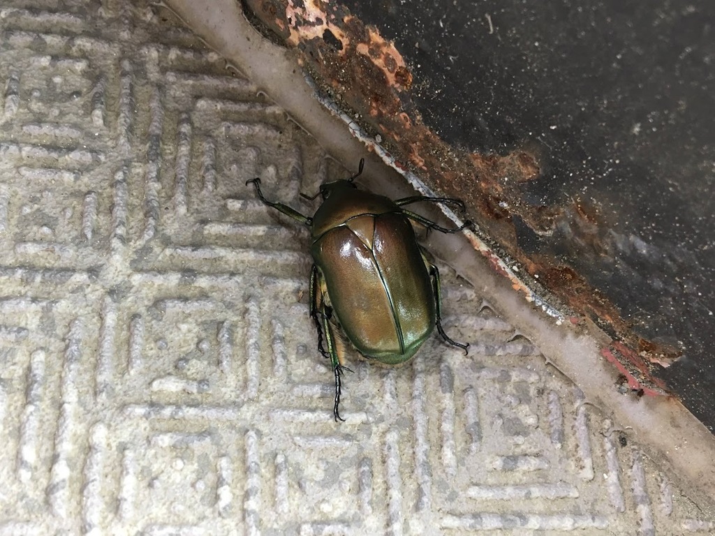 Japanese Drone Beetle from 日本、〒181-0011 東京都三鷹市井口 on July 3, 2024 at 09: ...