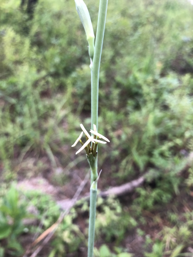 Eastern False Aloe from DeSoto National Forest, Richton, MS, US on July ...