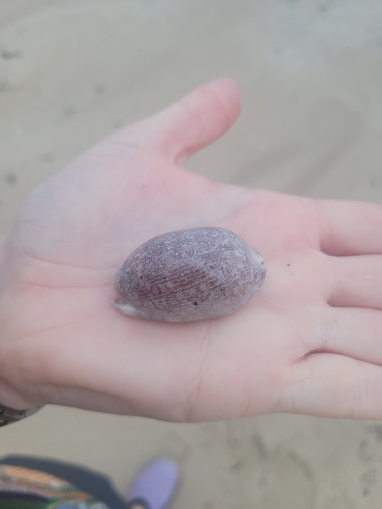 Arabian Cowry from Mer Island QLD 4875, Australia on July 24, 2024 at ...