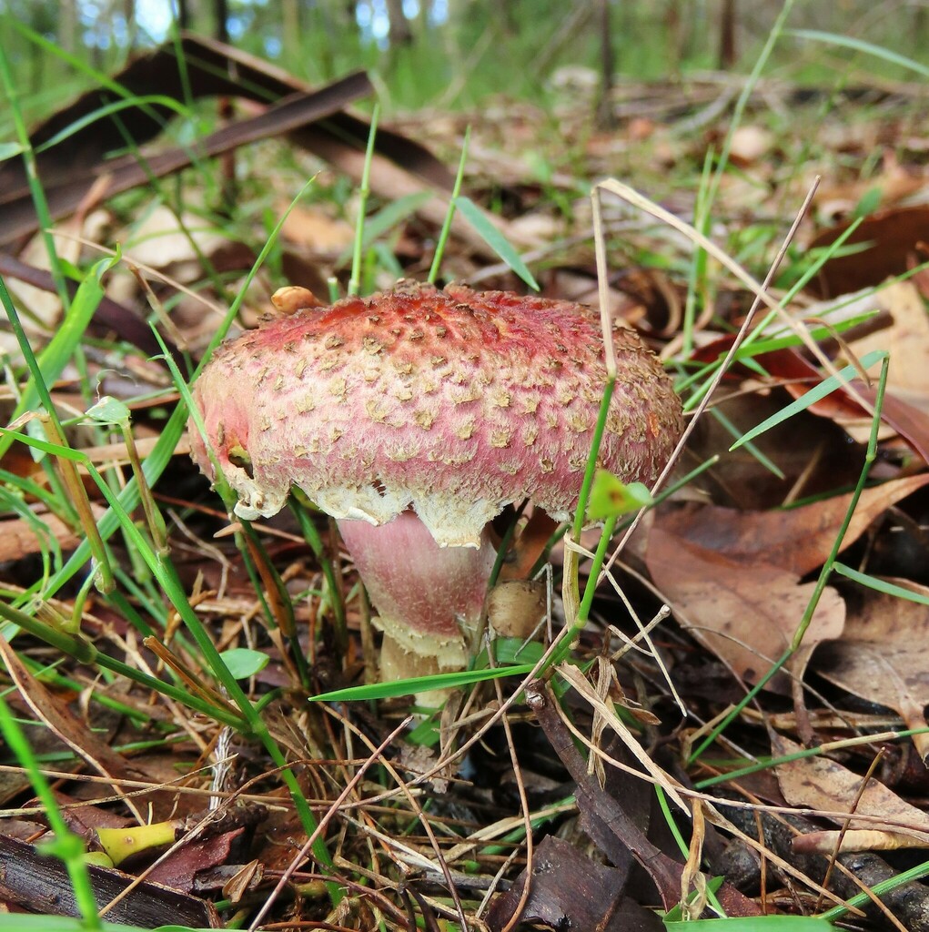 Boletellus from Wallaga Lake NSW 2546, Australia on April 8, 2024 at 09 ...