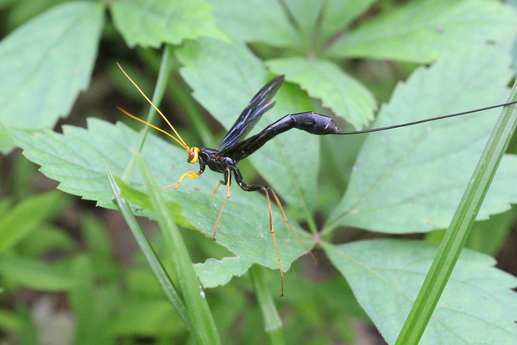 Black Giant Ichneumonid Wasp from Fontenelle Forest, Bellevue Nebraska ...
