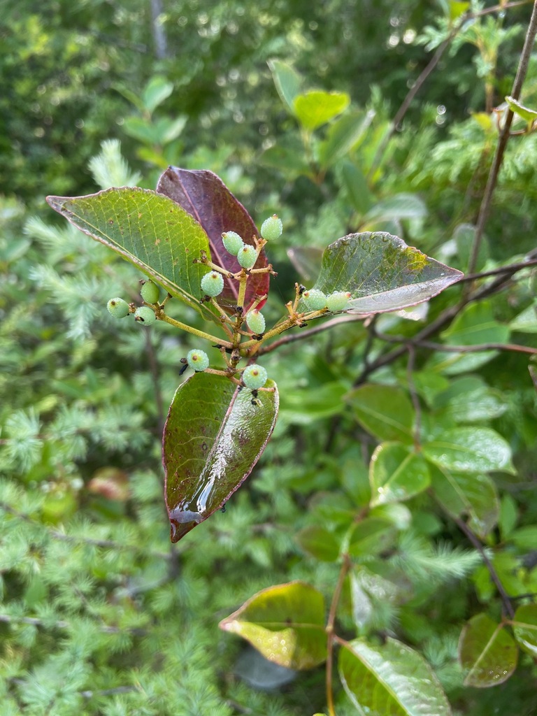northern wild raisin from Brunswick, VT 05905, USA on July 20, 2024 at ...