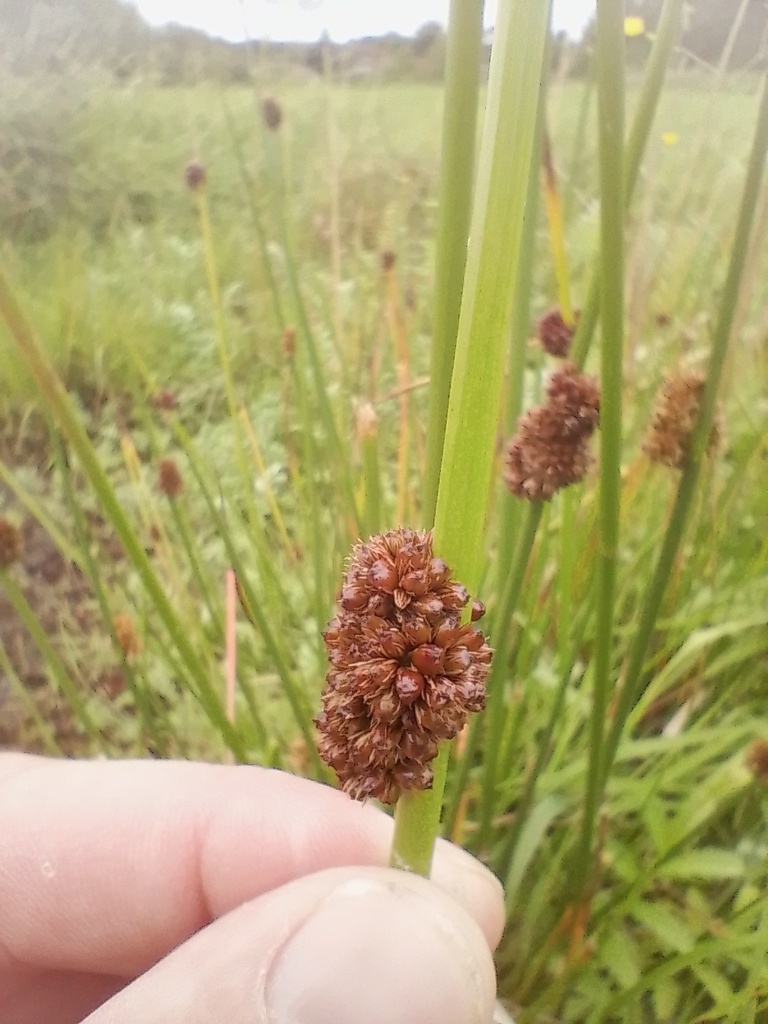 Compact Rush from Newton Aycliffe, UK on 25 July, 2024 at 12:47 PM by ...