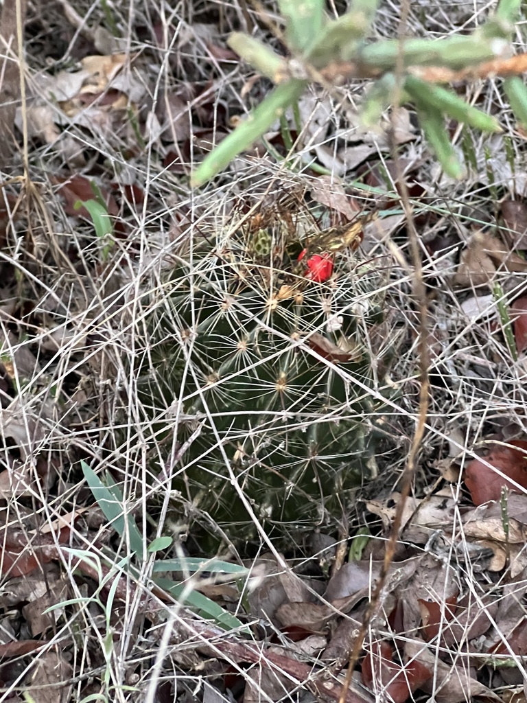 Miniature Barrel Cactus from Ed Bluestein, Austin, TX, US on July 24 ...