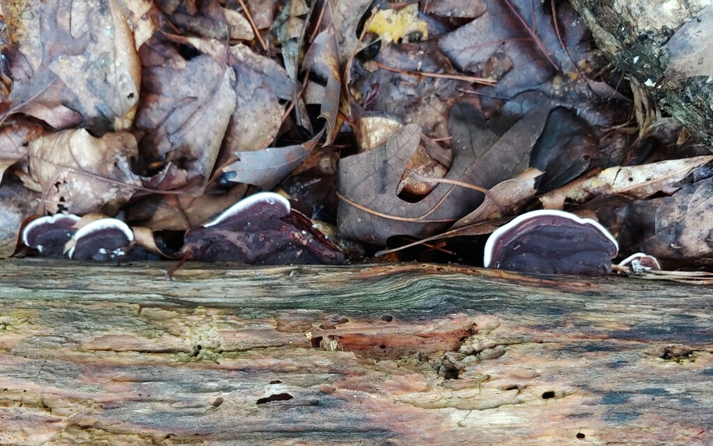 Nigroporus vinosus from Dekalb County, GA, USA on July 24, 2024 at 12: ...