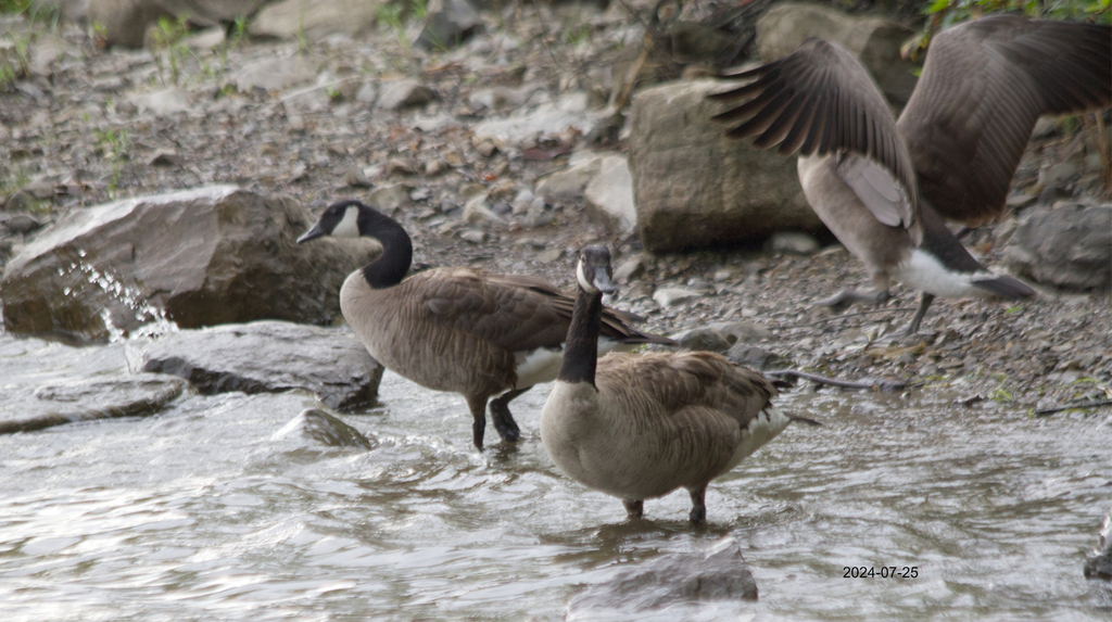 Canada Goose from Montréal, QC, Canada on July 25, 2024 at 07:24 AM by ...