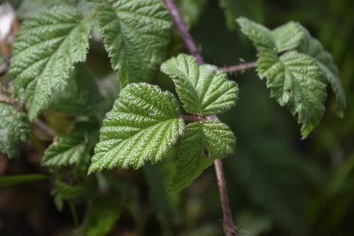 California blackberry (Butano SP - CA native plants) · iNaturalist