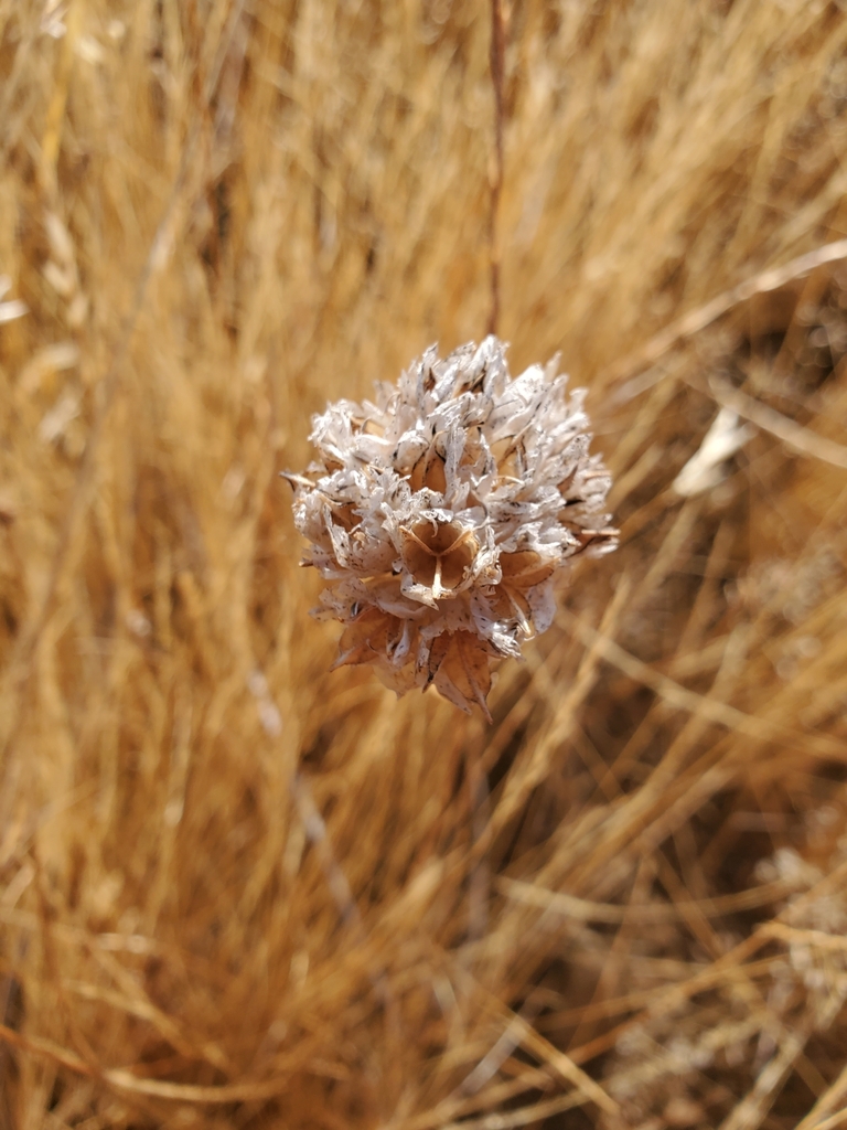 Something from Port Costa, CA, USA on July 19, 2024 at 08:35 AM by ...