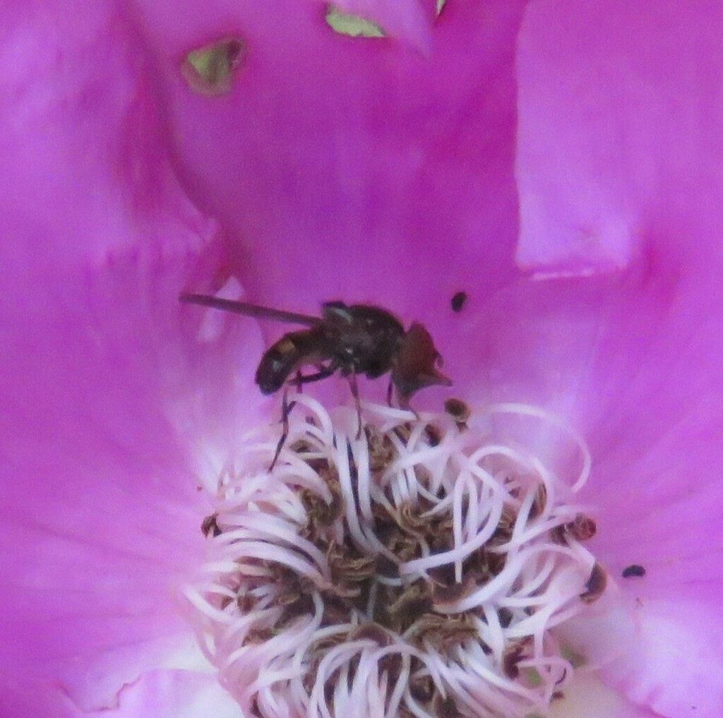 American Snout Fly from 431 E Rd, Milton, VT 05468, USA on July 24 ...