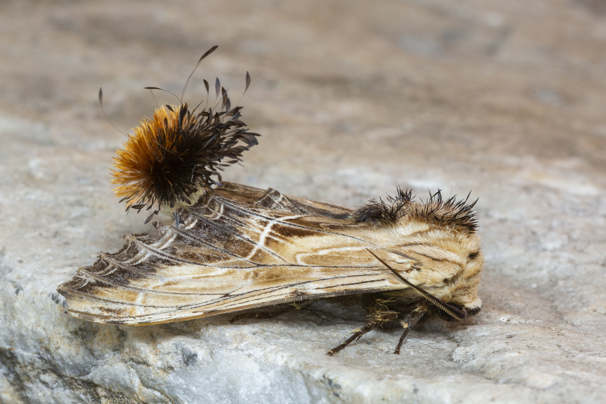 Dudusa sphingiformis Moore, 1872