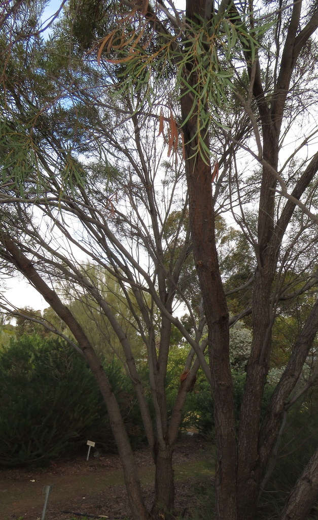 Yarran (Acacia melvillei) - Botanical Realm