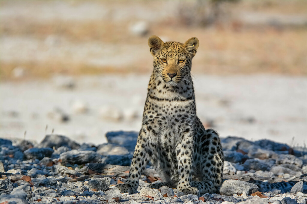 African Leopard in July 2018 by marccronje · iNaturalist