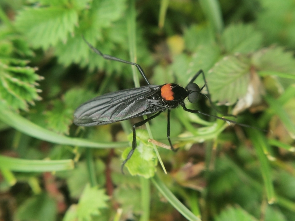 March Flies from Rangronghu Scenic Area, Cona, Shannan, Xizang Zizhiqu ...