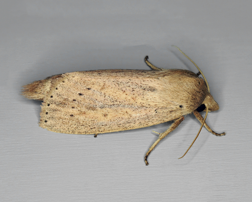 Oblong Sedge Borer Moth from Salem, NH 03079, USA on July 25, 2024 at ...