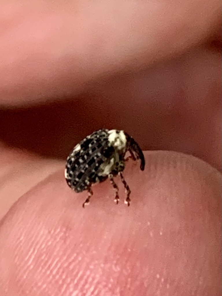Common Figwort Weevil from Bracken Avenue, London, England, GB on July ...