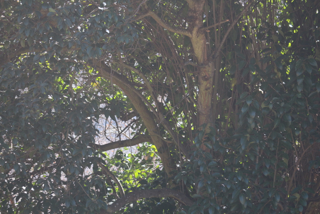 tree privet from West Rand District Municipality, South Africa on July ...