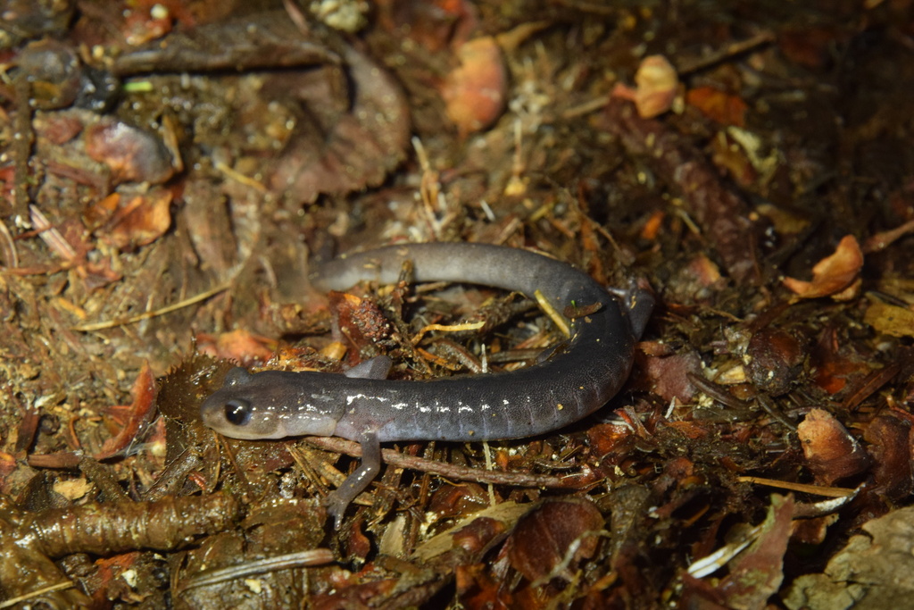 Southern Gray-cheeked Salamander in July 2024 by hupholland11 · iNaturalist