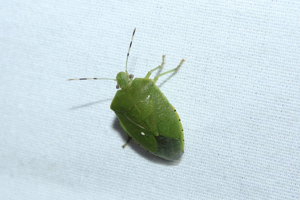 Green Stink Bug from N Bowman Springs Rd, Arlington, TX, US on July 24 ...