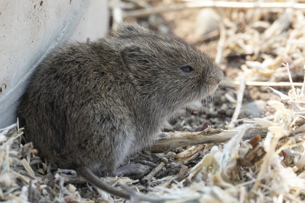 Western Meadow Vole (Microtus drummondii) - Know Your Mammals