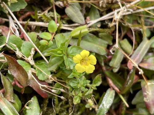 Erythranthe inflata · NaturaLista Colombia