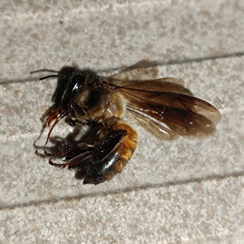 Giant Honey Bee in July 2024 by Sutthikhun Phaengphongsai · iNaturalist