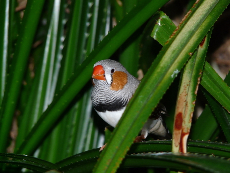 Zebra Finch (Birds of Timor-Leste) · iNaturalist