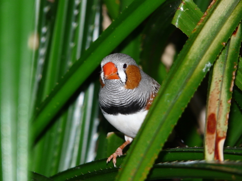 Zebra Finch (Birds of Timor-Leste) · iNaturalist