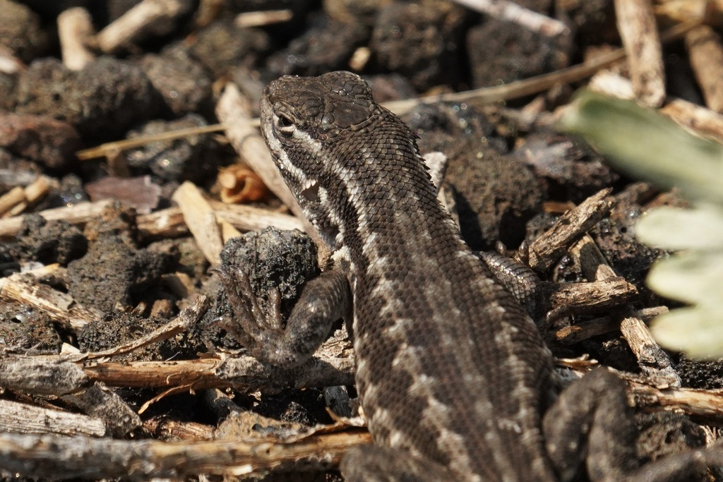 Common Sagebrush Lizard from Butte County, ID, USA on July 23, 2024 at ...