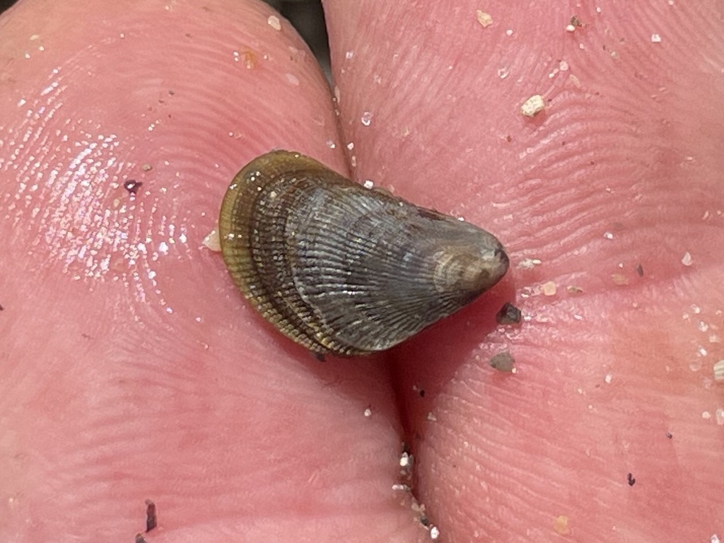 Scorched Mussel from Hutchinson Island, Jensen Beach, FL, US on July 25 ...
