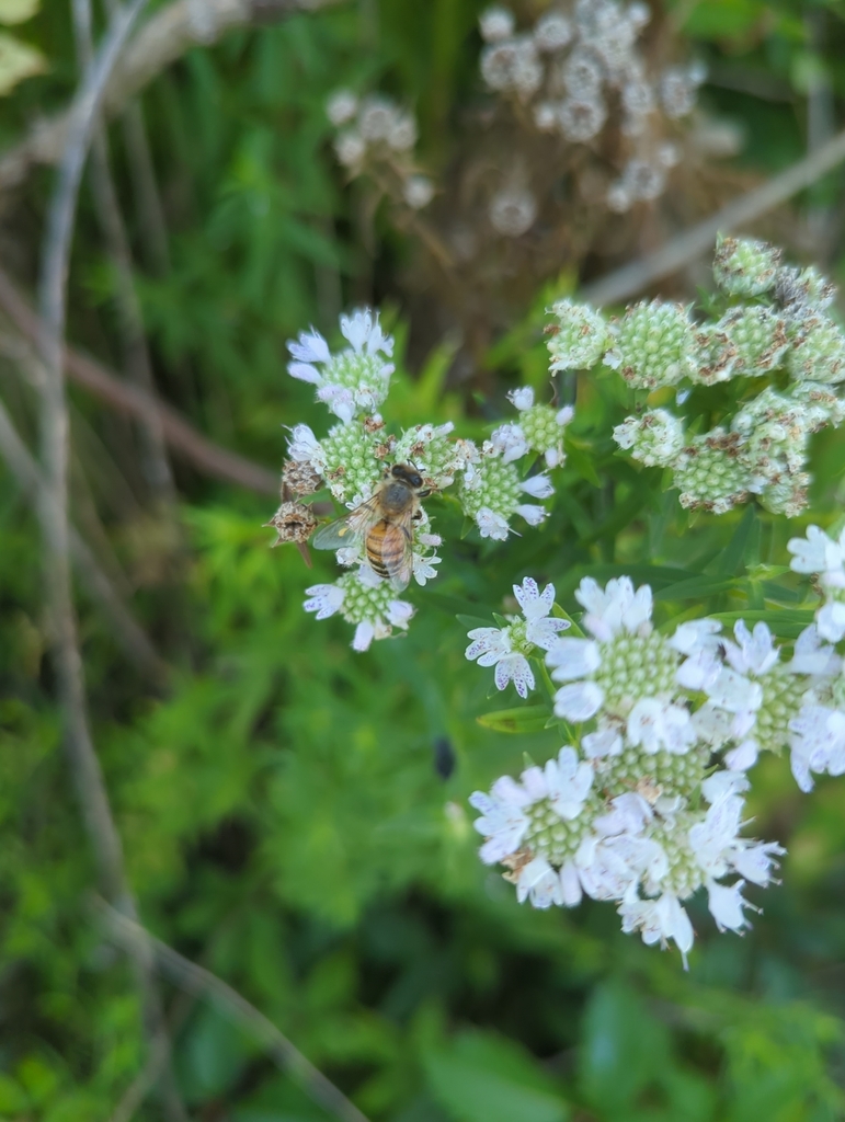 Western Honey Bee from Chicago on July 25, 2024 at 11:14 AM by Jaen ...