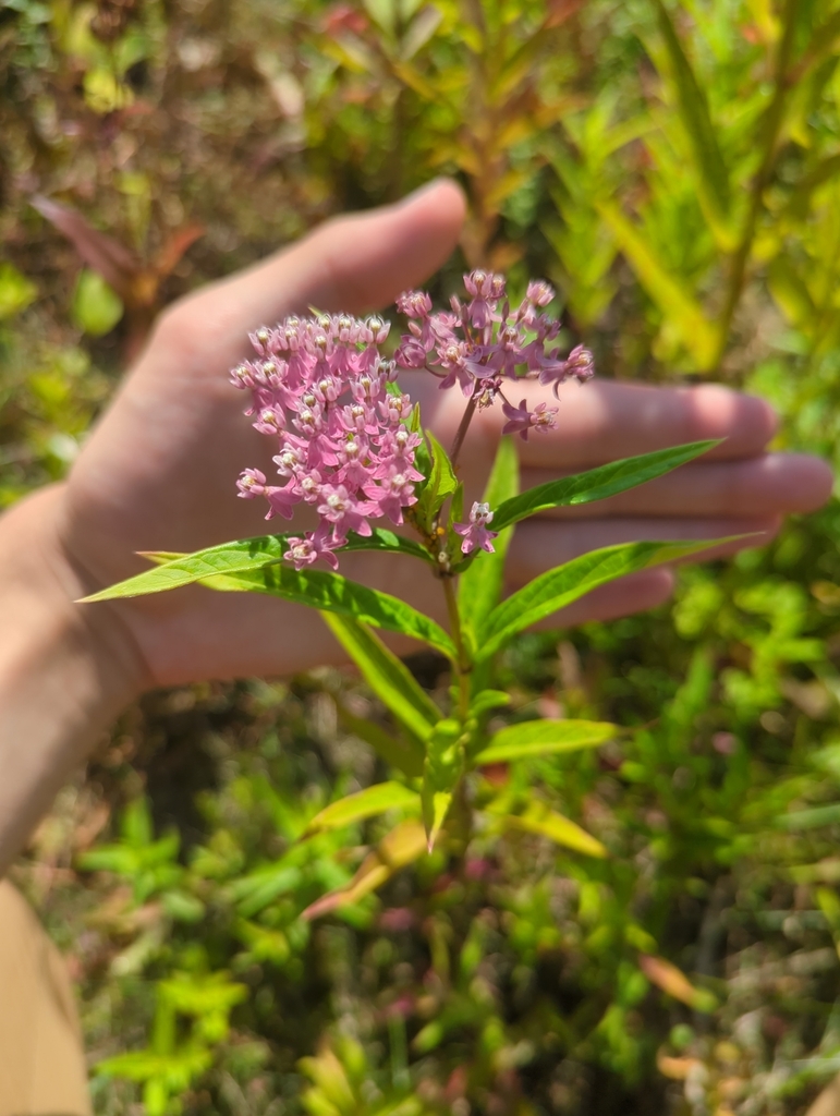 swamp milkweed from Chicago on July 25, 2024 at 11:22 AM by Jaen Muñoz ...