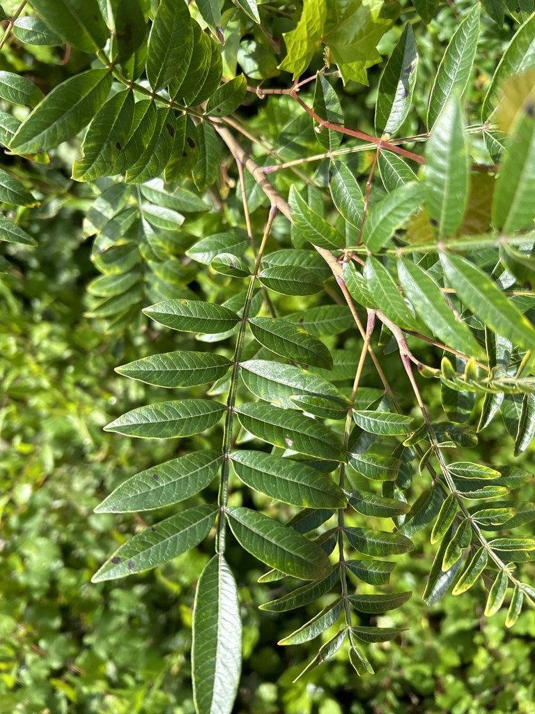 shining sumac from Little Manatee River State Park, Sun City Center, FL ...