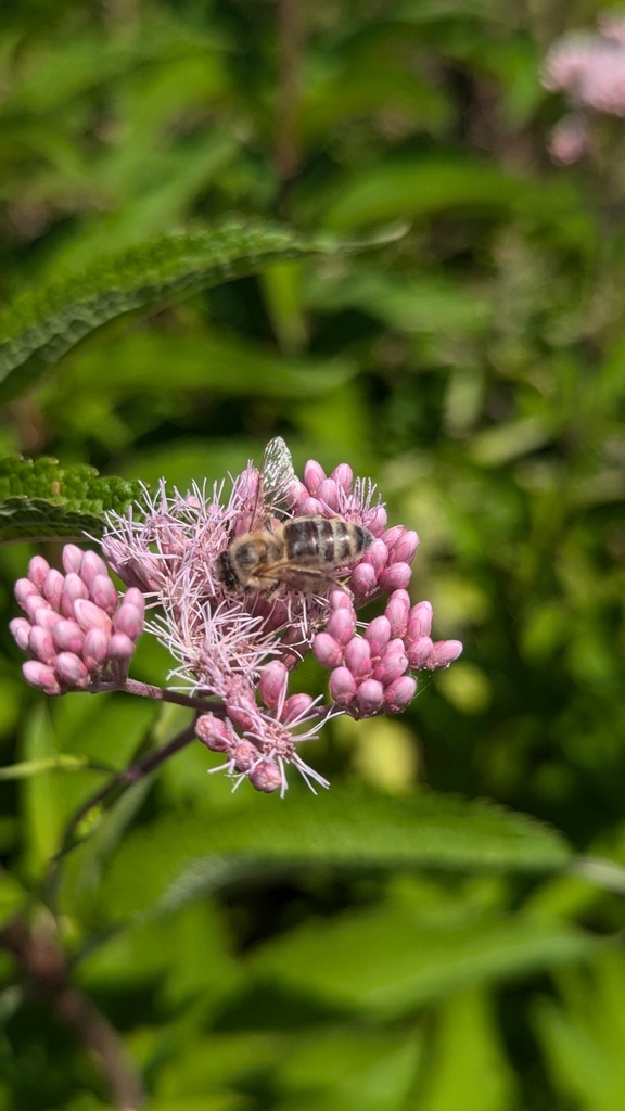 Western Honey Bee from W989+Q8 Benten-jima Island, Chicago, IL 60614 ...