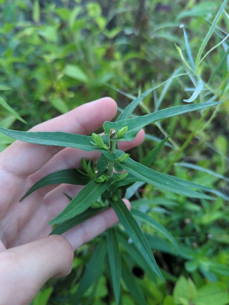 New England aster from Chicago on July 25, 2024 at 11:34 AM by Jaen ...