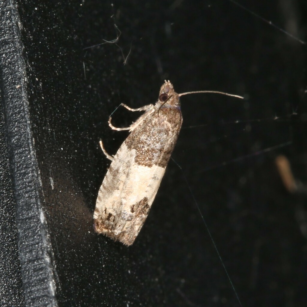 Eye-spotted Bud Moth from Mont-Joli, QC, Canada, 1101 rue Lussier on ...