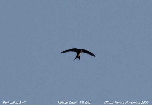Fork-tailed Swift (Birds of Timor-Leste) · iNaturalist