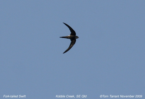 Fork-tailed Swift (Birds of Timor-Leste) · iNaturalist